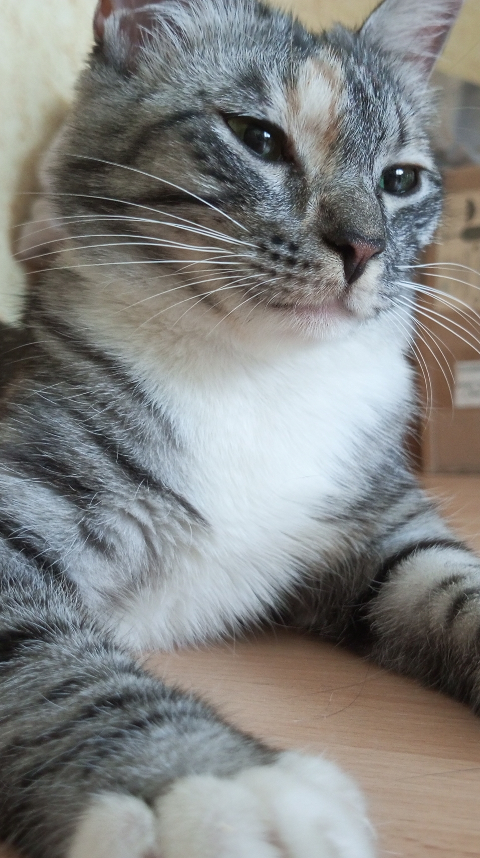 Сонная кошка Тая в коробочке