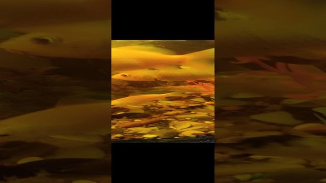 Рыбы сожрали ампулярию. Карпы кои в аквариуме - никого кроме нас!