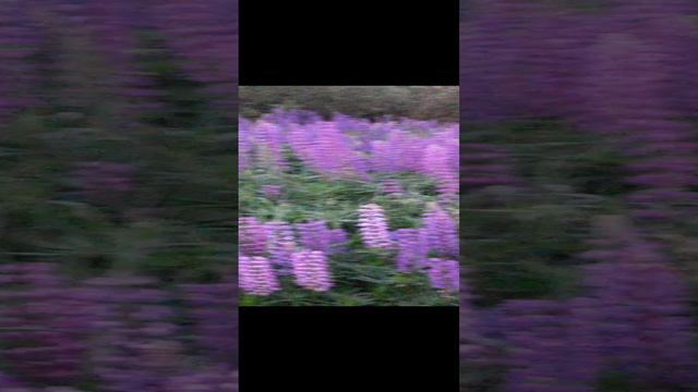 Люпиновое поле. Люпин цветет.