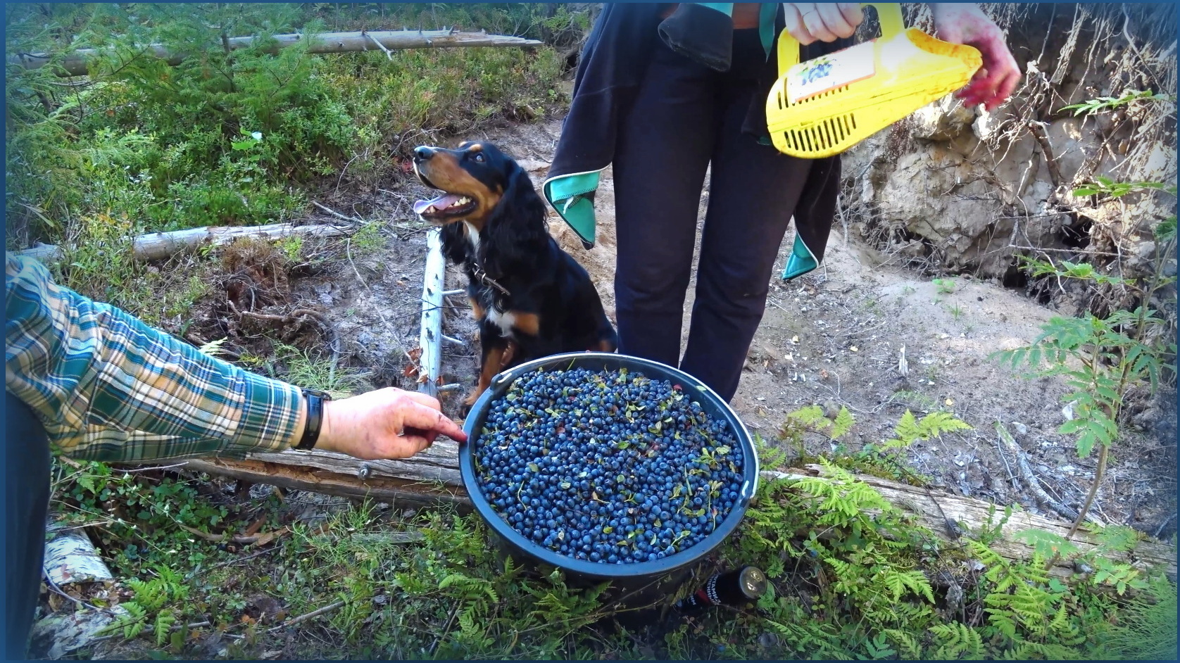 Море черники! Сезон 2022.