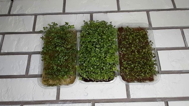 Микрозелень горчицы