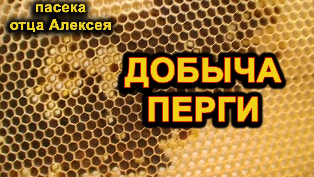 Перга (пчелиный хлеб). Добыча перги.