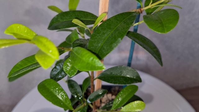 Мирт Евгения миртолисная 3