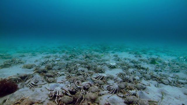 Голубая планета 2 5 серия «Зелёные моря» (документальный сериал, 2017)