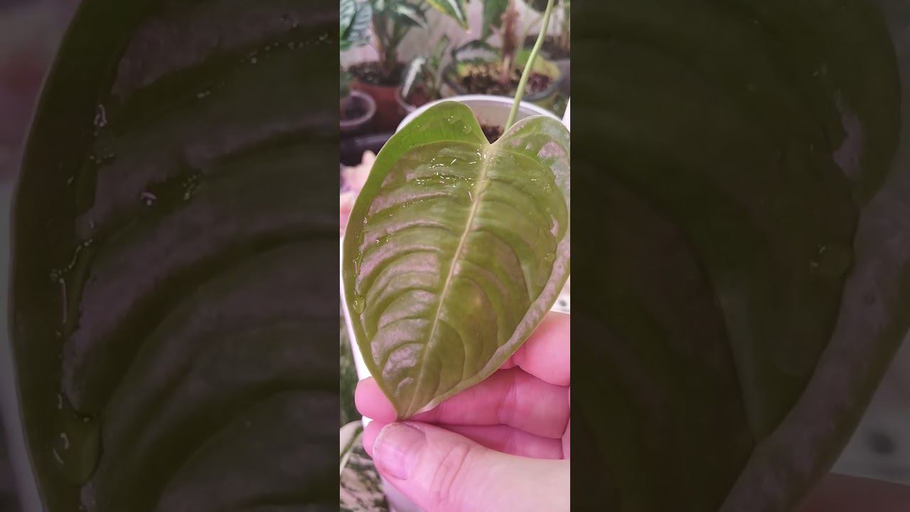 Антуриум Вейча