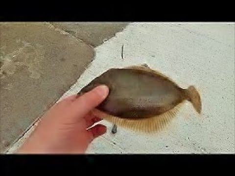 Рыбалка. Первая камбала сезона.