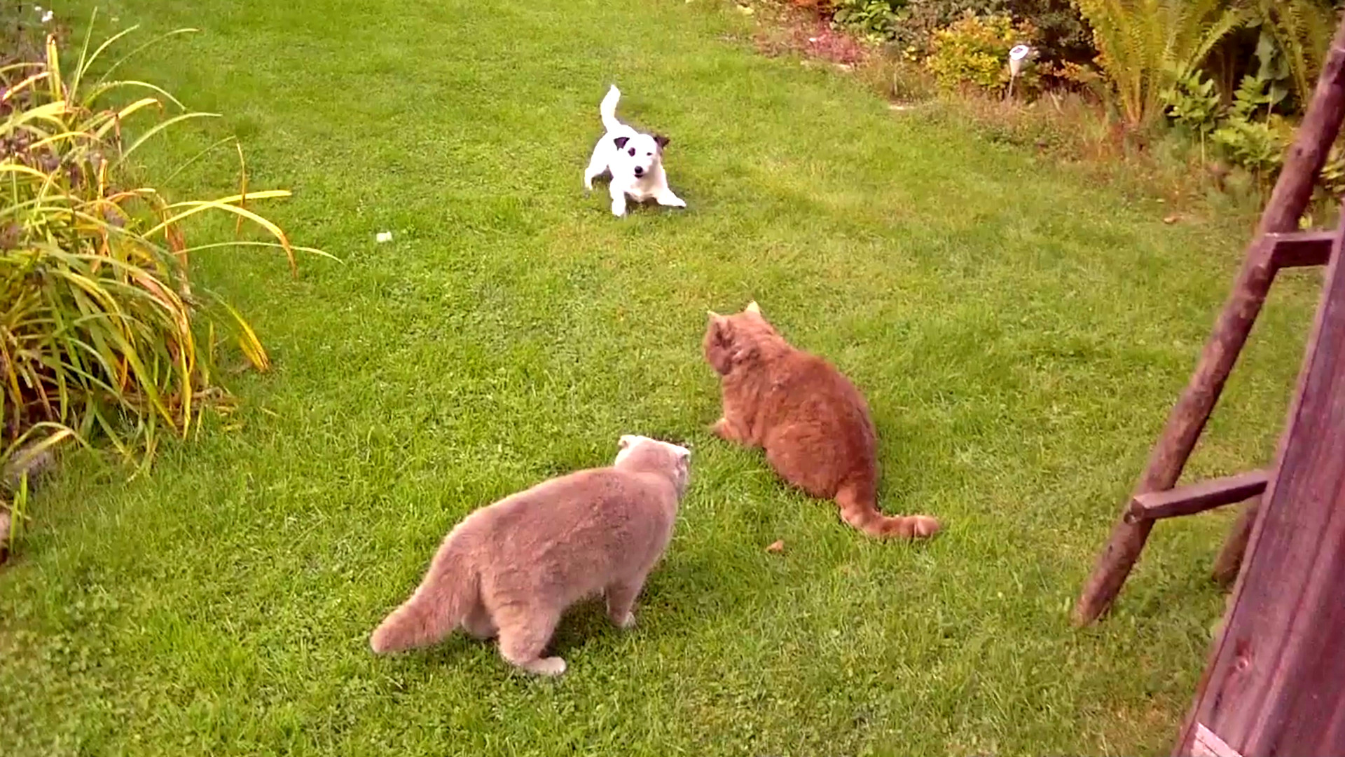 Эй, котики, ну давайте же играть!