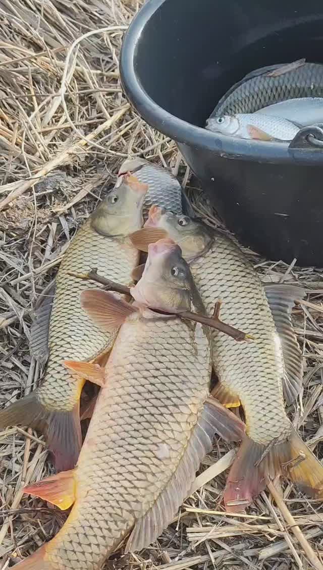 САЗАНЫ НА ПОПЛАВОЧНУЮ УДОЧКУ!! В ФЕВРАЛЕ???
