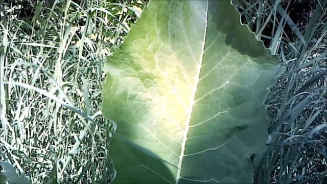 короткометражный фильм "ВПЕРВЫЕ НА ЗЕМЛЕ"