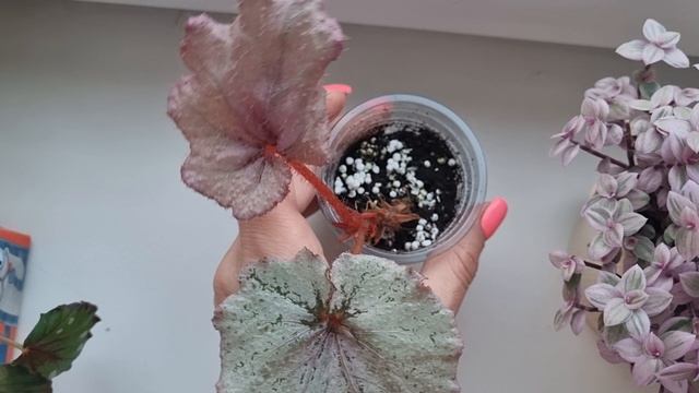 обзор декоративно лиственных бегоний