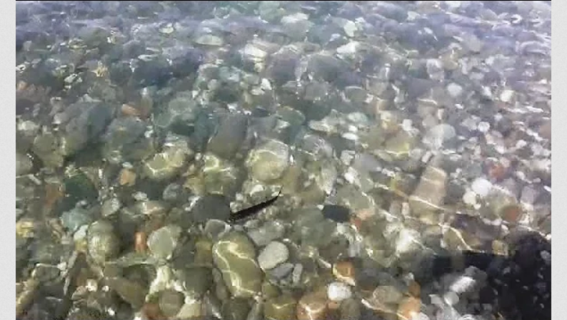 Пансионат Лакоба | Отдых в Абхазии | Черное море