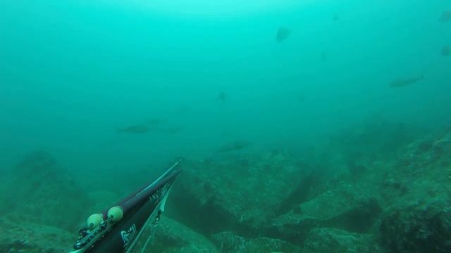 Много Окуня (Терпуг)