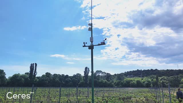 Церес Про | Винодельня Рема Акчурина