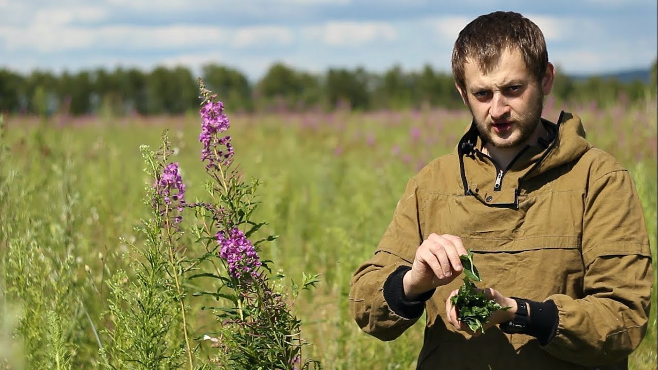 Иван чай. Заготовка, ферментация, сушка
