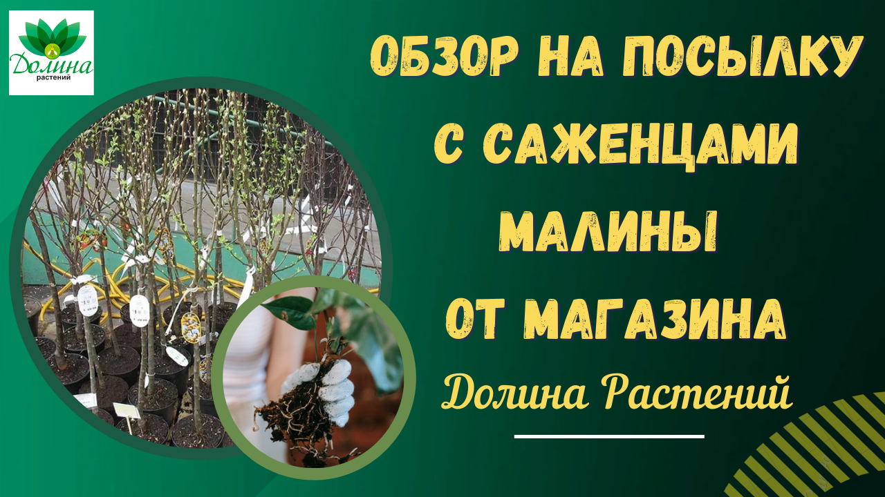 ? Видео-обзор и посадка саженцев от Долины Растений?