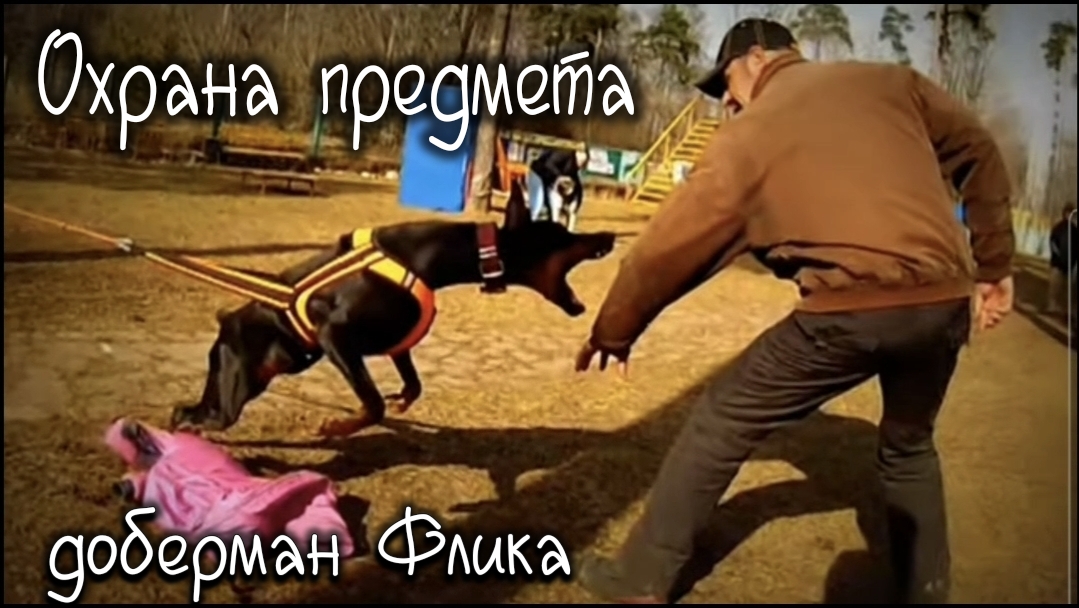 Доберман Флика. 
ЗКС Охрана предмета.