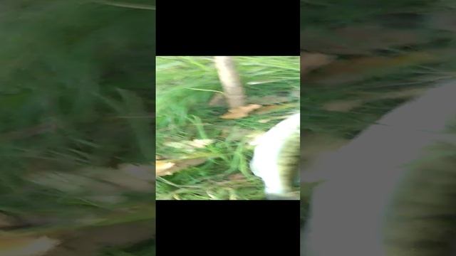 VID_20190803_165230.mp4