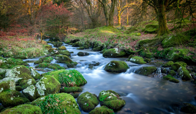 Релаксация. Звуки природы - Звуки журчащего ручья ✦ звуки леса ✦ relaxing