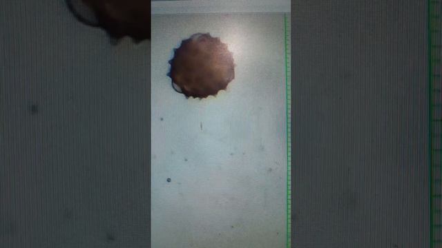 Медовый Спас под "микроскопом"14.08.2024