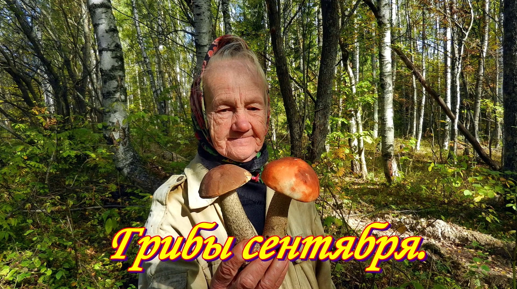 Грибы сентября. Тонны собранных грибов. Часть №14.