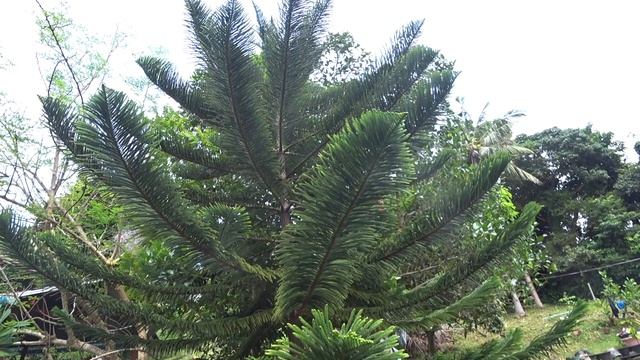 Phi Phi Viewpoint. Yuri Kras 24