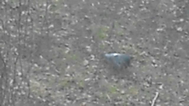 Весна. Гордый голубь на прогулке 54654 DSCN5255