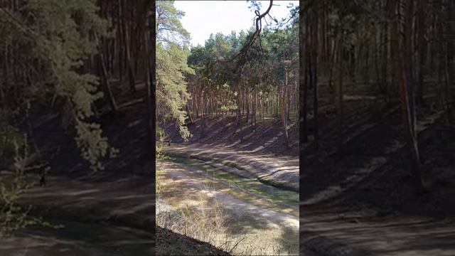 Гилёвская роща