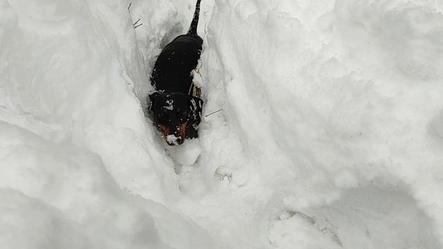 Такса-вездеход. Покоритель сугробов. Сарделька в деле.