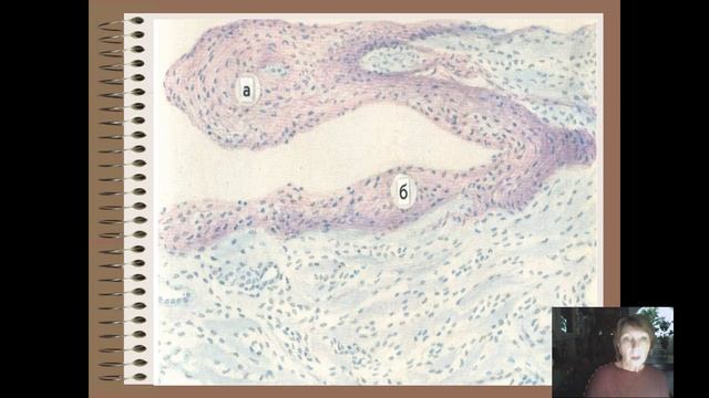 Лекция № 1 для студентов 3 курса лечебного, педиатрического факультетов и МПД.mp4