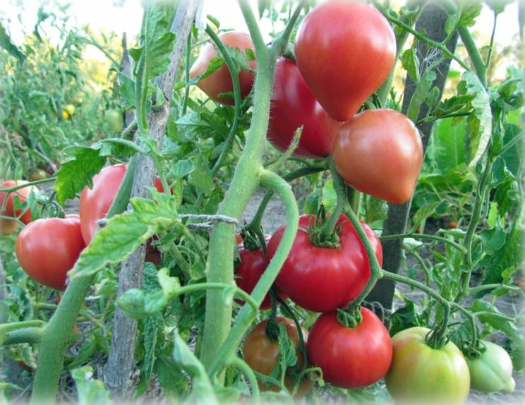 АРХИВ...ТОМАТЫ В ТЕПЛИЦЕ 2019 ГОДА.