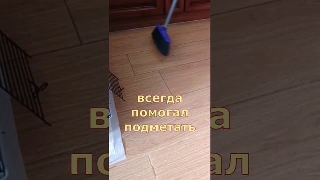 ШИНШИЛЛА ЛЮБИТ УБИРАТЬ|ЖИЗНЬ ОДНОЙ ШИНШИЛЛЫ