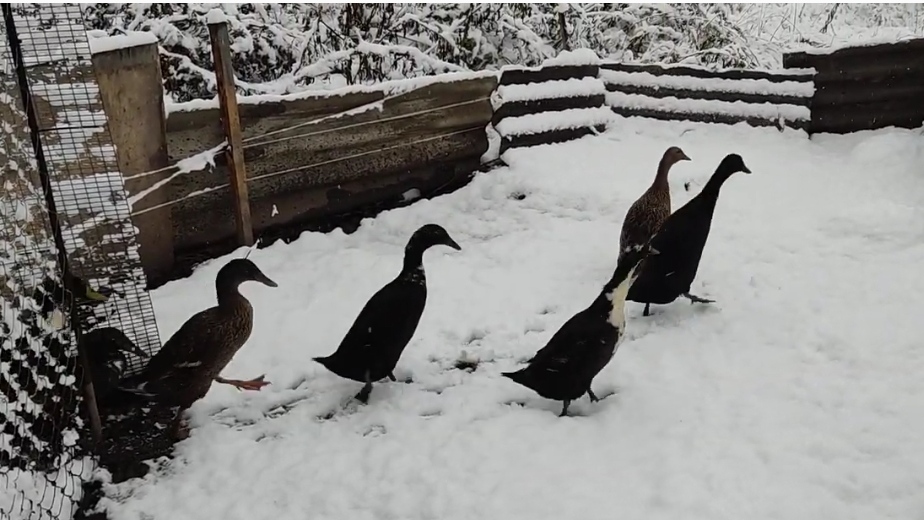Паника у уток ? первый раз увидели снег! Panic at the ducks ? saw snow for the first time!