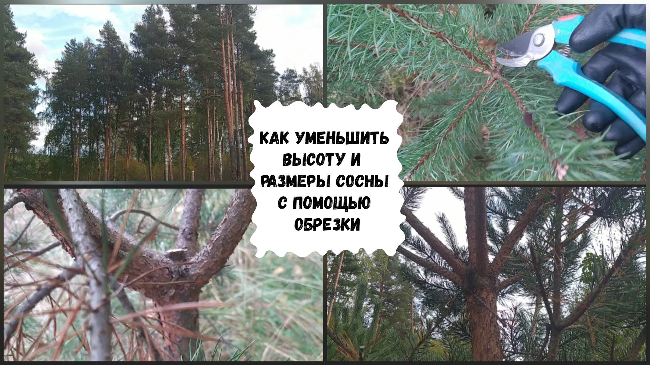 Как уменьшить высоту и размеры сосны.