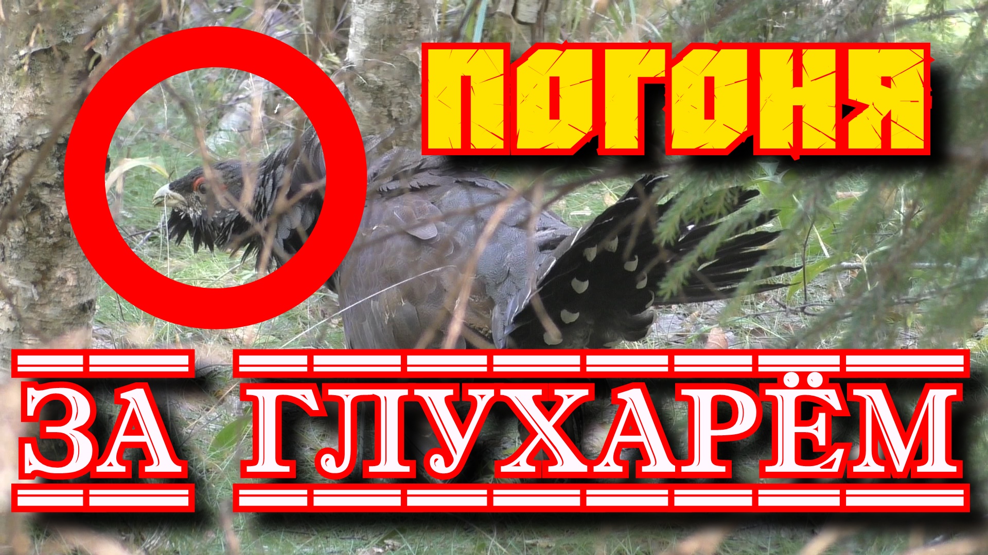 Видео охота на глухаря