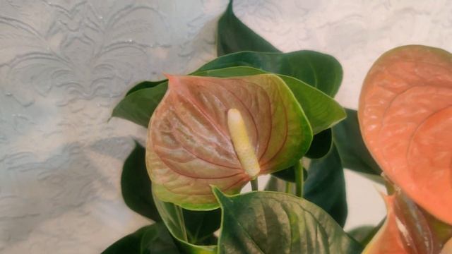 Цветы Вместе - Антуриум Адьос Салмон Anthurium Adios Salmon  17/55