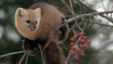 Красноярские Столбы. Весна.