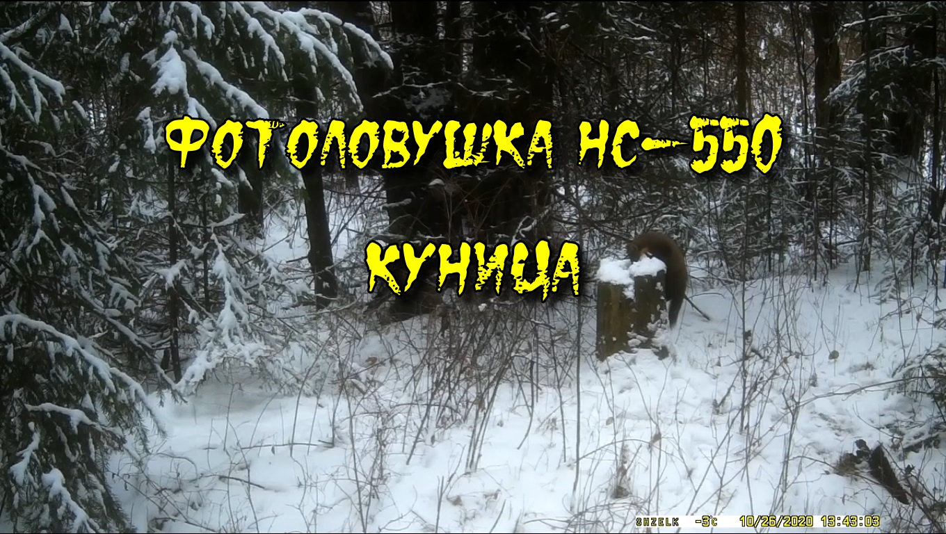 Куница. Фотоловушка HC-550 (Филин 120)