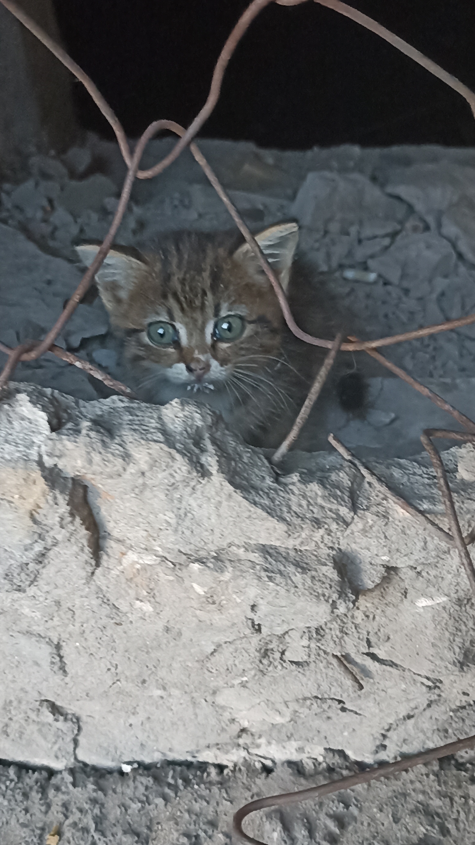 котята ищут дом