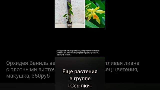 4.04.24 #Растения почтой🌿Липецк🌸Филодендроны🌿Орхидеи🌸Сингониумы🌸Сансевиерия🌿Аглаонема #цветы