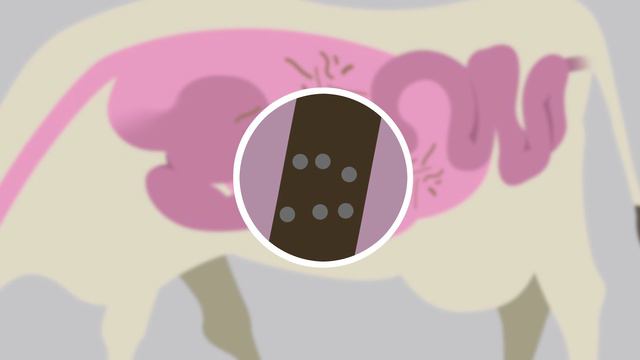 Santel: syringes for bovine mastitis control