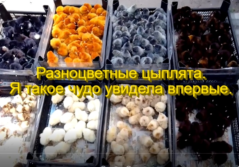 Разноцветные цыплята. Я такое чудо увидела впервые.