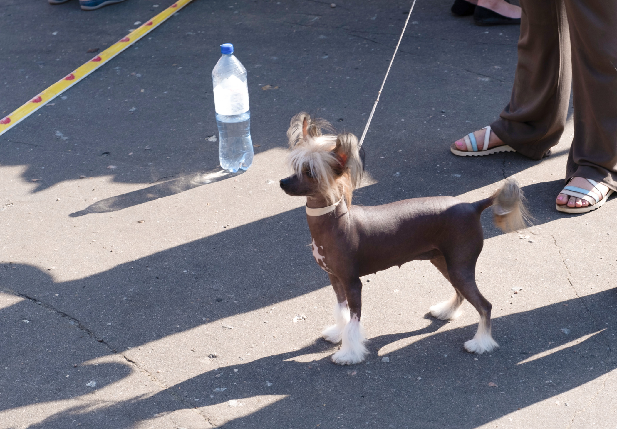 Ринг Китайских Хохлатых Собак