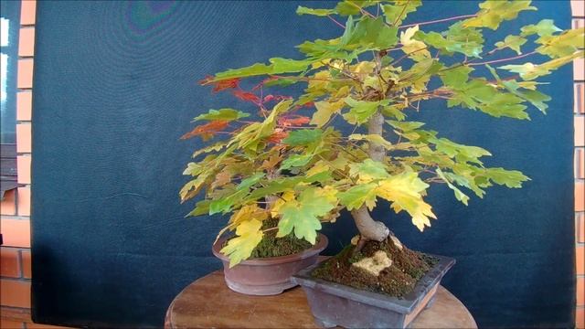 Бонсай два полевых клёна на камнях Bonsai two field maples  on the rocks осень 2022 год.