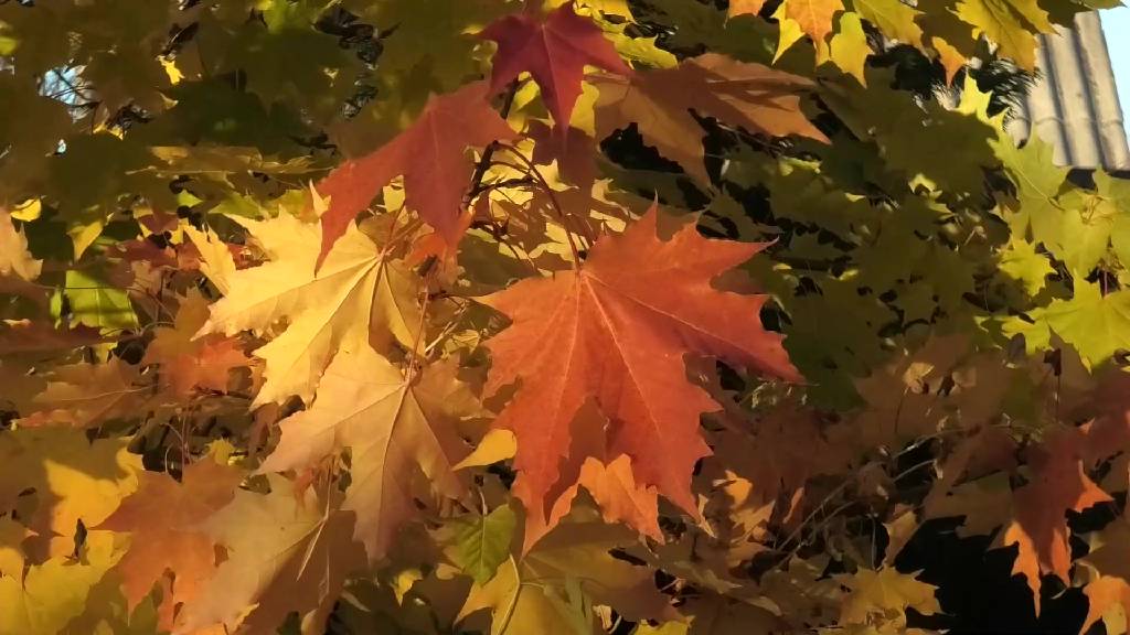 8-14 10 2022г дробилка для ботвы.Рыбалка на Северной Двине. На даче.