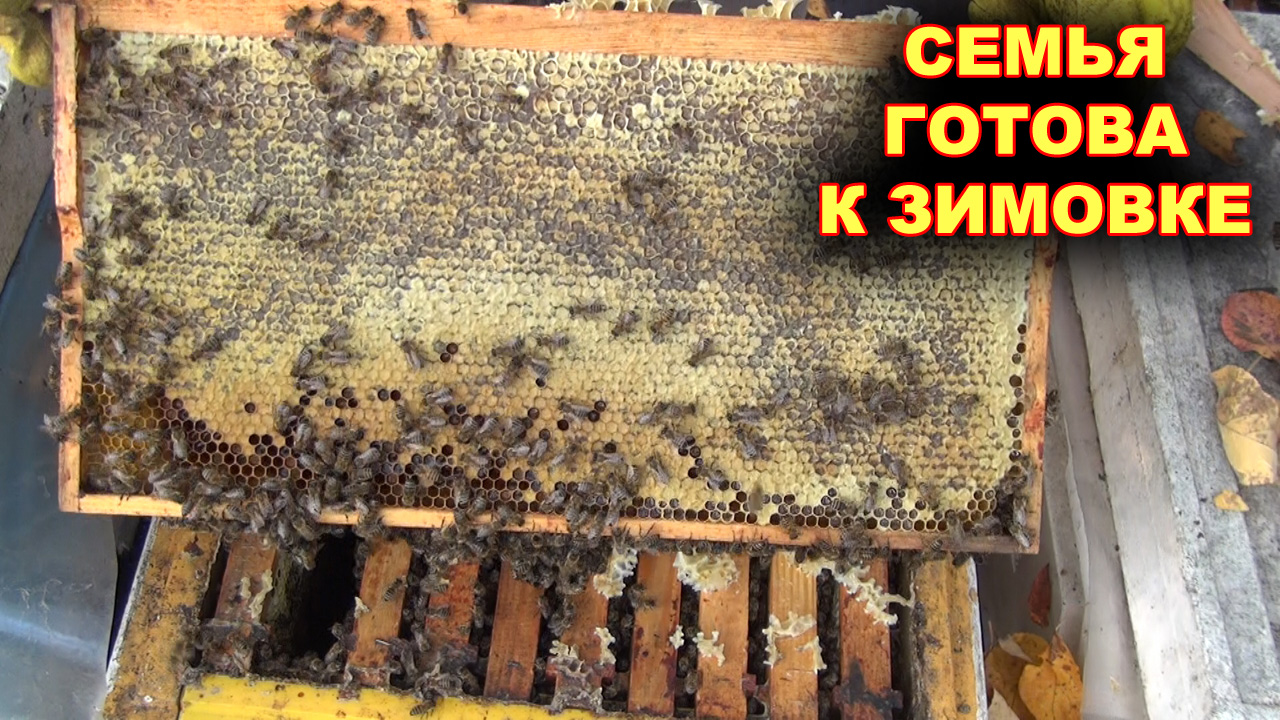 Семья готова к зимовке.