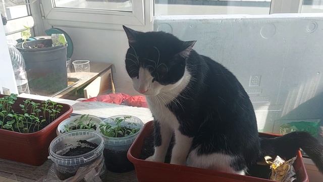 кот и рассада