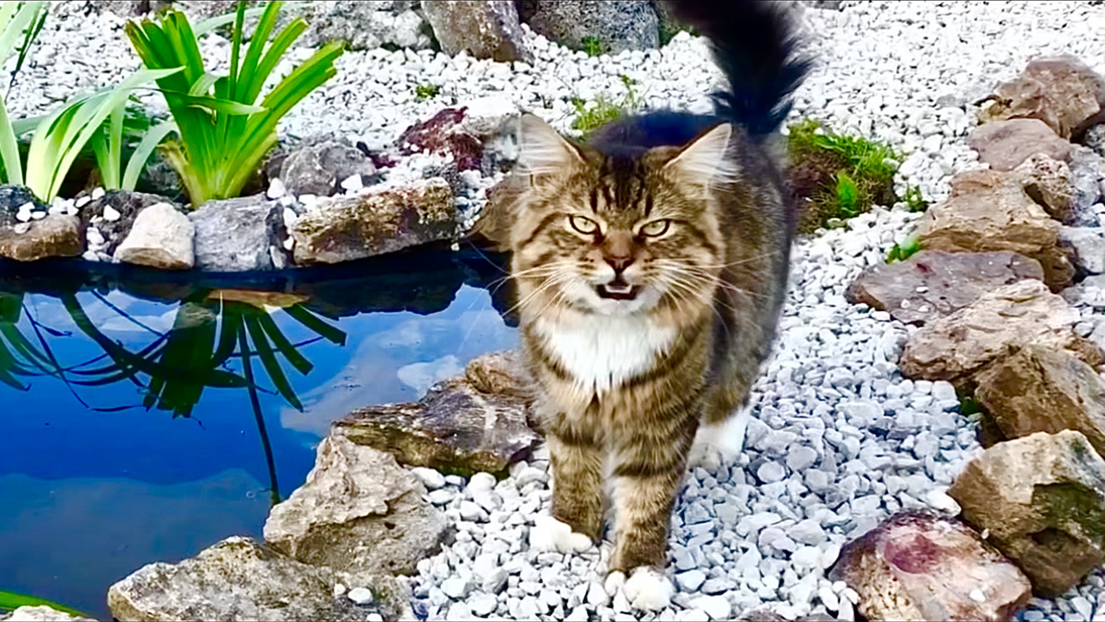 Любознательный кот Куница как дизайнер оценивает новый садовый прудик и альпийскую горку