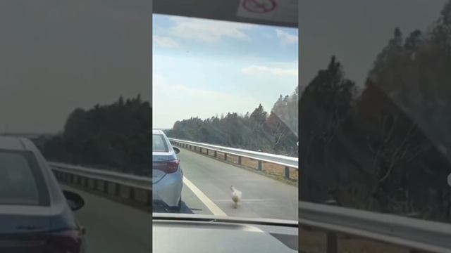 Деловая походочка