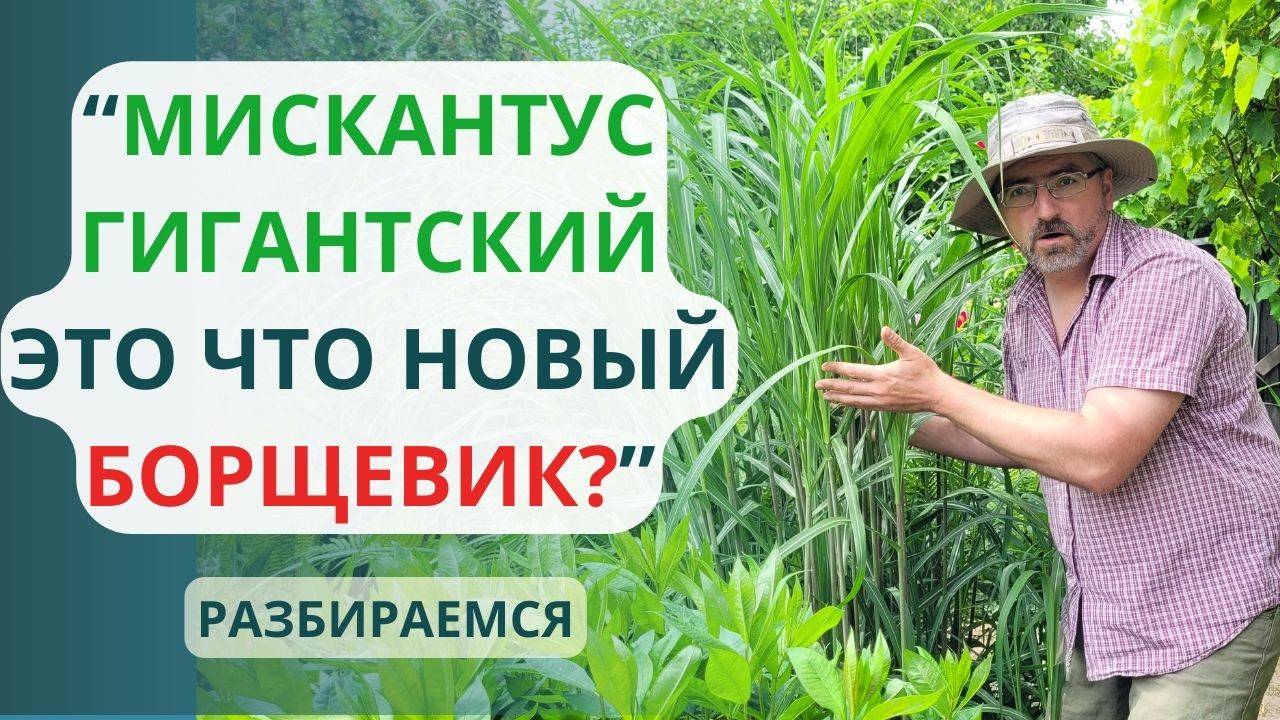 Мискантус гигантский - новый борщевик? Захватит участок, как пырей? Разбираемся