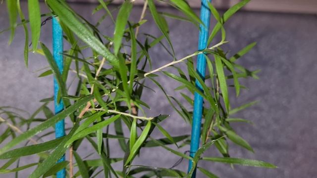 Мирт Мелалеука СП 3